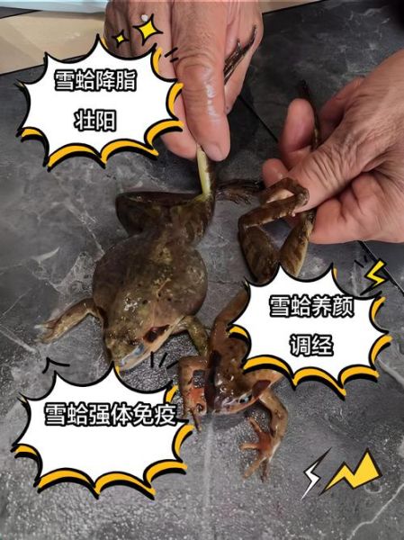 雪蛤怎么读_雪蛤的功效与作用-第3张图片-山城妙识