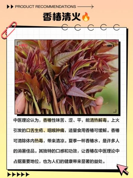 香椿根的功效与作用_香椿根能治什么病-第2张图片-山城妙识