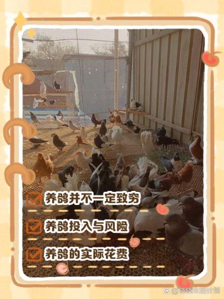 养200对鸽子一年能赚多少钱_鸽子养殖成本利润分析-第1张图片-山城妙识 养200对鸽子一年能赚多少钱_鸽子养殖成本利润分析-第1张图片-山城妙识