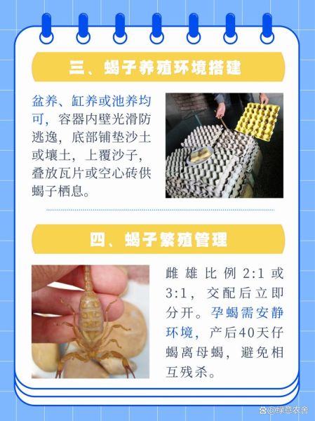 蝎子怎么养_新手养蝎子常见问题-第1张图片-山城妙识