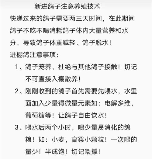 养200对鸽子一年能赚多少钱_鸽子养殖成本利润分析-第2张图片-山城妙识 养200对鸽子一年能赚多少钱_鸽子养殖成本利润分析-第2张图片-山城妙识