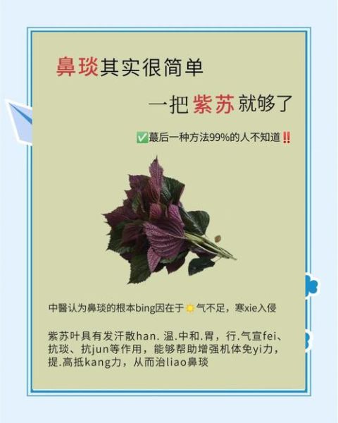紫苏叶图片怎么识别_紫苏叶的功效与作用-第3张图片-山城妙识