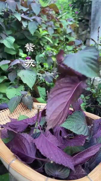 紫苏叶图片怎么识别_紫苏叶的功效与作用-第2张图片-山城妙识