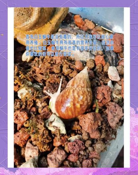 蜗牛吃什么东西_家养蜗牛饲料推荐-第1张图片-山城妙识