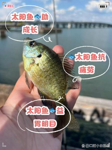 太阳鱼怎么养_太阳鱼吃什么长得快-第1张图片-山城妙识