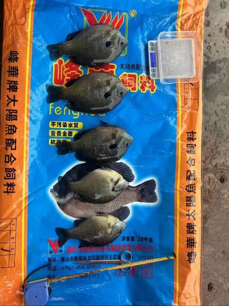 太阳鱼怎么养_太阳鱼吃什么长得快-第3张图片-山城妙识