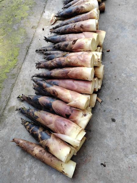 笋的种类有哪些_笋的图片大全集怎么找-第1张图片-山城妙识