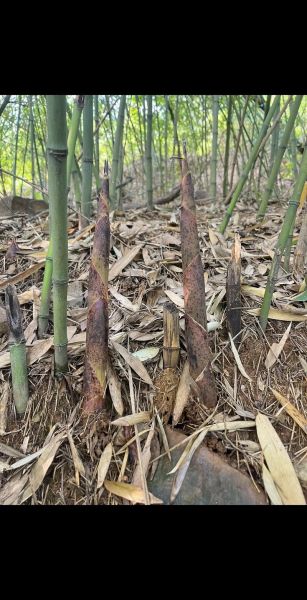 笋的种类有哪些_笋的图片大全集怎么找-第2张图片-山城妙识