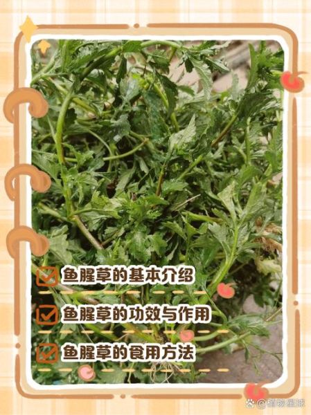 鱼腥草怎么吃消炎最好_鱼腥草消炎的吃法-第2张图片-山城妙识 鱼腥草怎么吃消炎最好_鱼腥草消炎的吃法-第2张图片-山城妙识