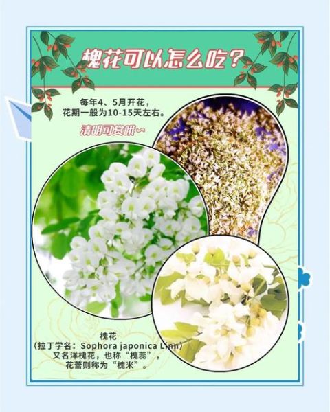 槐花怎么吃_槐花有哪些食用方法-第1张图片-山城妙识