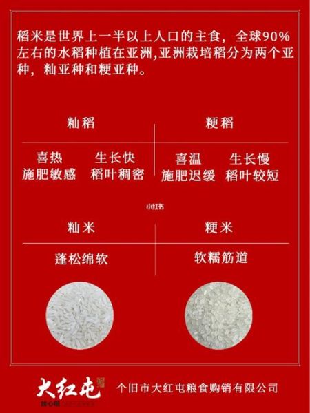 粳米是什么样子的米_粳米与籼米区别-第3张图片-山城妙识