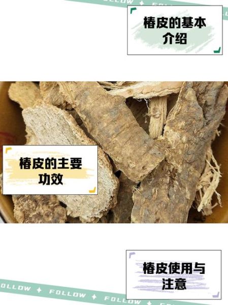 椿皮的功效与作用_椿皮怎么使用才有效-第1张图片-山城妙识