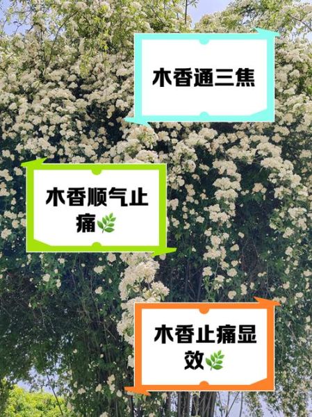 木香毒性有多大_木香中毒症状-第1张图片-山城妙识