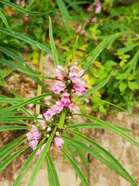 农村常见野草有哪些功效_农村100种野草功效大全-第2张图片-山城妙识