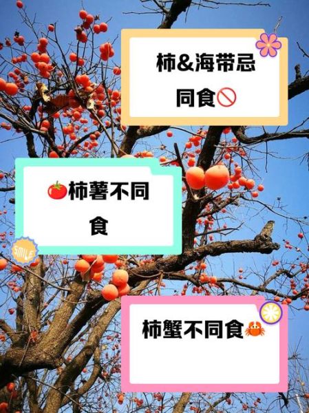 吃了柿子不能吃什么_哪些食物与柿子相克-第2张图片-山城妙识 吃了柿子不能吃什么_哪些食物与柿子相克-第2张图片-山城妙识