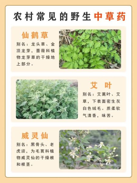 农村常见野草有哪些功效_农村100种野草功效大全-第1张图片-山城妙识