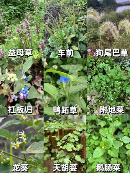 农村常见野草有哪些功效_农村100种野草功效大全-第3张图片-山城妙识