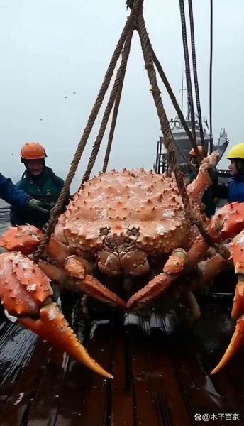 世界上最大的螃蟹有哪些_十大巨型蟹排名-第2张图片-山城妙识 世界上最大的螃蟹有哪些_十大巨型蟹排名-第2张图片-山城妙识