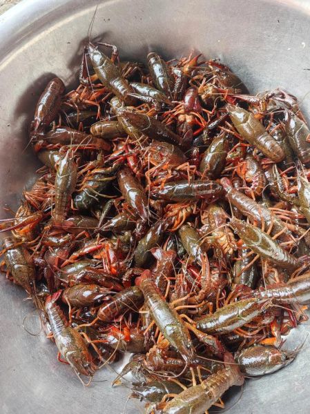 小龙虾原产地是哪里_小龙虾什么时候传入中国-第2张图片-山城妙识 小龙虾原产地是哪里_小龙虾什么时候传入中国-第2张图片-山城妙识