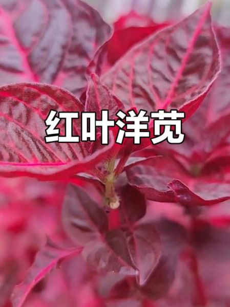 孕妇能吃苋菜吗_红色苋菜孕期安全-第1张图片-山城妙识