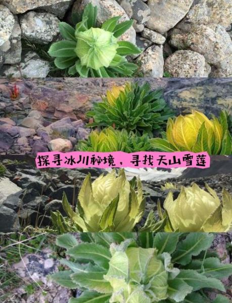 野生雪莲花长什么样_野生雪莲花图片真假辨别-第2张图片-山城妙识 野生雪莲花长什么样_野生雪莲花图片真假辨别-第2张图片-山城妙识