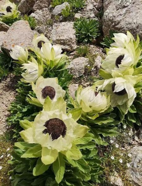 野生雪莲花长什么样_野生雪莲花图片真假辨别-第3张图片-山城妙识 野生雪莲花长什么样_野生雪莲花图片真假辨别-第3张图片-山城妙识