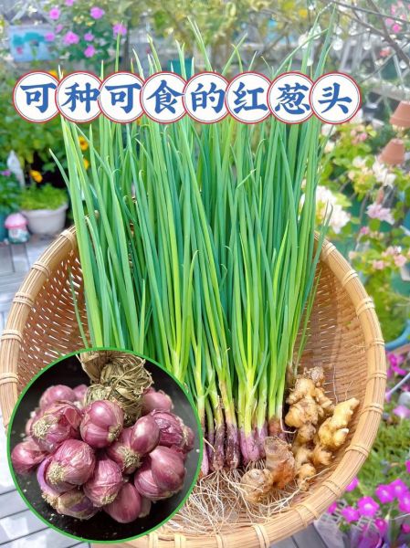 红葱头怎么炒好吃_红葱头做法大全-第1张图片-山城妙识