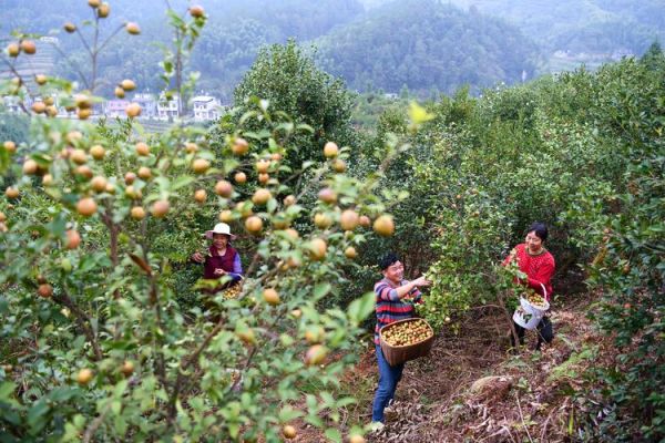 油茶树种植方法_油茶树几年结果-第1张图片-山城妙识