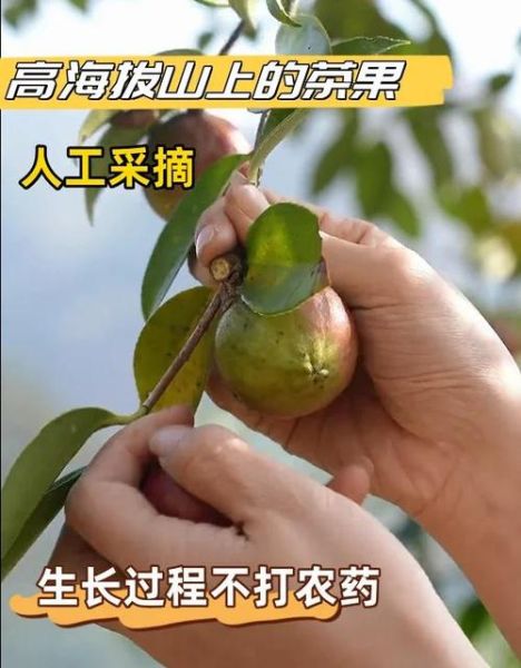 油茶树种植方法_油茶树几年结果-第2张图片-山城妙识