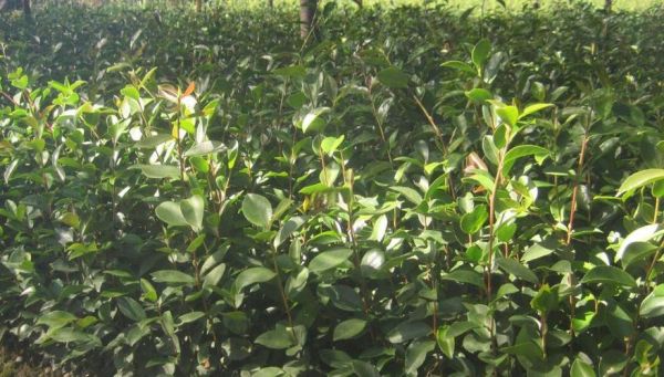 油茶树种植方法_油茶树几年结果-第3张图片-山城妙识