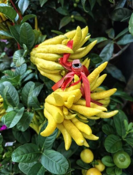 佛手多少钱一斤_新鲜佛手价格行情-第1张图片-山城妙识 佛手多少钱一斤_新鲜佛手价格行情-第1张图片-山城妙识