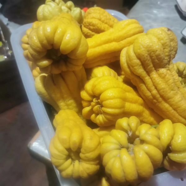 佛手多少钱一斤_新鲜佛手价格行情-第3张图片-山城妙识 佛手多少钱一斤_新鲜佛手价格行情-第3张图片-山城妙识