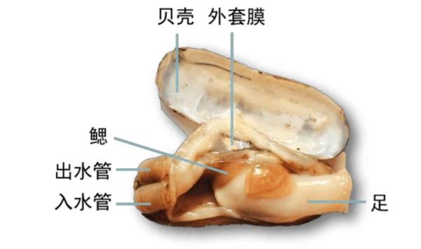 蛏子怎么吃_蛏子吃哪里-第3张图片-山城妙识 蛏子怎么吃_蛏子吃哪里-第3张图片-山城妙识