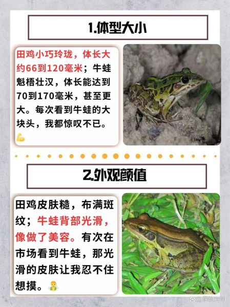 田鸡和牛蛙哪个营养好_田鸡和牛蛙营养价值对比-第1张图片-山城妙识