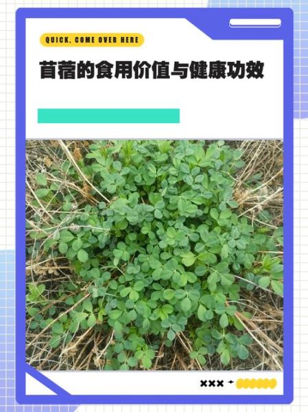 吃苜蓿有什么好处_苜蓿的营养价值与功效-第3张图片-山城妙识