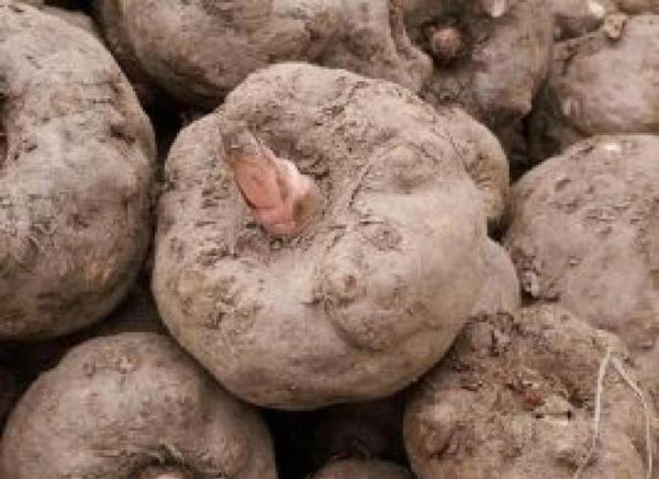 魔芋粉能减肥吗_魔芋粉的禁忌人群有哪些-第3张图片-山城妙识 魔芋粉能减肥吗_魔芋粉的禁忌人群有哪些-第3张图片-山城妙识