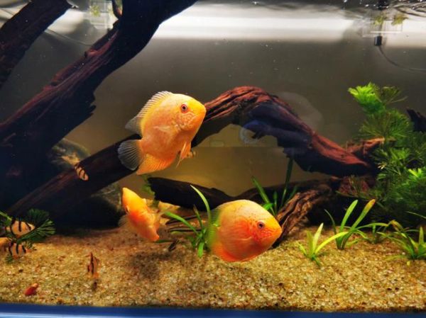 菠萝鱼怎么养_菠萝鱼能和什么鱼混养-第3张图片-山城妙识