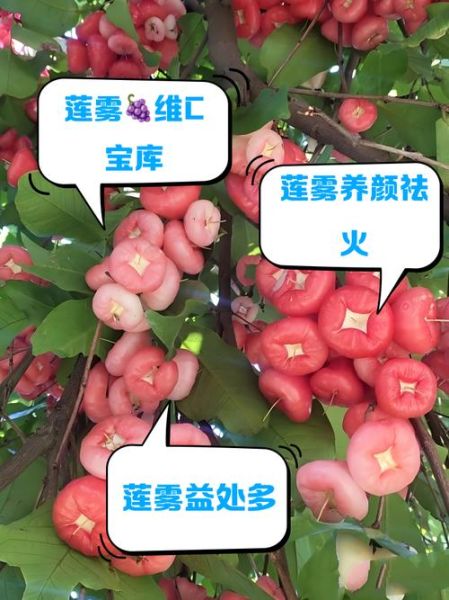 莲雾的营养价值有哪些_莲雾的功效与作用-第1张图片-山城妙识