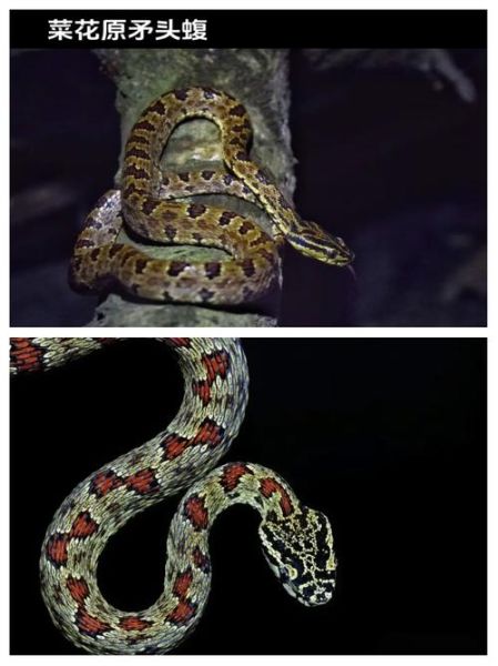 菜花蛇有毒吗_菜花蛇图片大全-第1张图片-山城妙识 菜花蛇有毒吗_菜花蛇图片大全-第1张图片-山城妙识