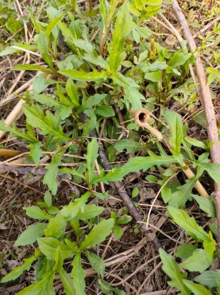 野马兰头长什么样_野马兰头能吃吗-第2张图片-山城妙识 野马兰头长什么样_野马兰头能吃吗-第2张图片-山城妙识