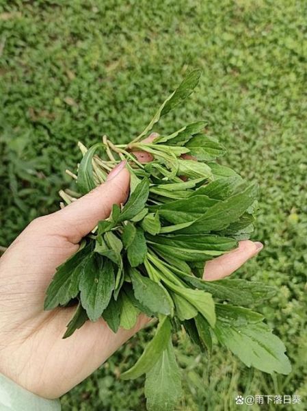 野马兰头长什么样_野马兰头能吃吗-第3张图片-山城妙识 野马兰头长什么样_野马兰头能吃吗-第3张图片-山城妙识