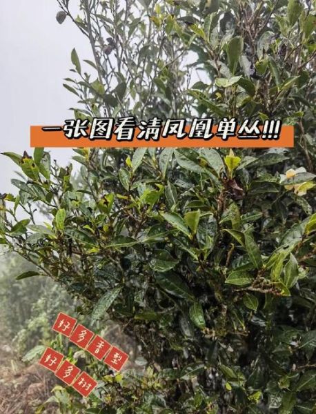 单丛茶属于什么茶_凤凰单丛茶是绿茶还是乌龙茶-第3张图片-山城妙识 单丛茶属于什么茶_凤凰单丛茶是绿茶还是乌龙茶-第3张图片-山城妙识