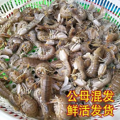 富贵虾和皮皮虾的区别_哪个更好吃-第1张图片-山城妙识