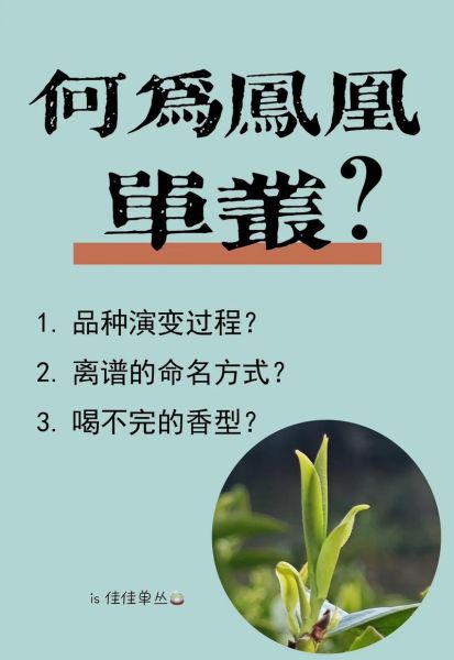单丛茶属于什么茶_凤凰单丛茶是绿茶还是乌龙茶-第1张图片-山城妙识 单丛茶属于什么茶_凤凰单丛茶是绿茶还是乌龙茶-第1张图片-山城妙识