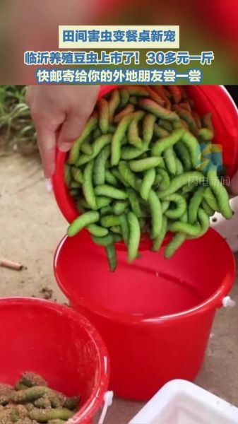 豆虫怎么养殖_豆虫养殖赚钱吗-第3张图片-山城妙识 豆虫怎么养殖_豆虫养殖赚钱吗-第3张图片-山城妙识