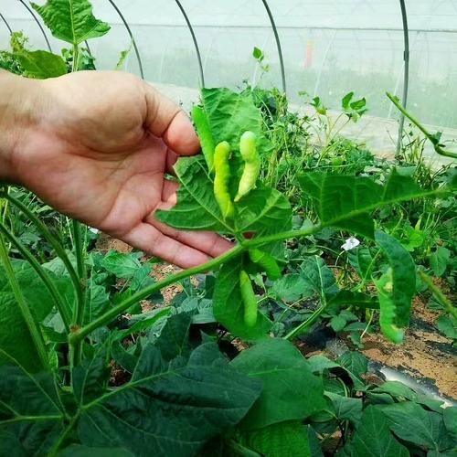 豆虫怎么养殖_豆虫养殖赚钱吗-第2张图片-山城妙识 豆虫怎么养殖_豆虫养殖赚钱吗-第2张图片-山城妙识