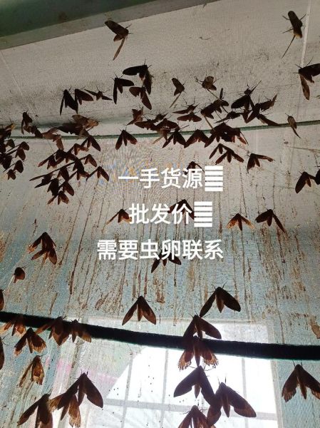 豆虫怎么养殖_豆虫养殖赚钱吗-第1张图片-山城妙识 豆虫怎么养殖_豆虫养殖赚钱吗-第1张图片-山城妙识