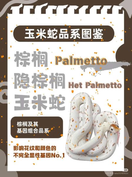 玉米蛇基因有哪些_玉米蛇基因价格表-第3张图片-山城妙识