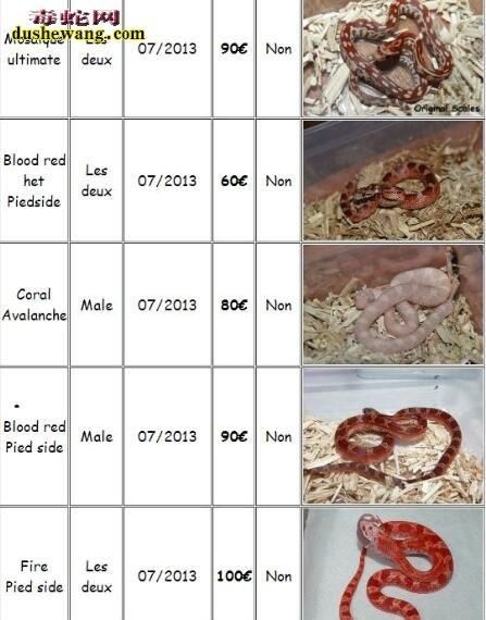 玉米蛇基因有哪些_玉米蛇基因价格表-第2张图片-山城妙识