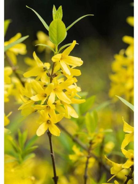 连翘图片怎么拍_连翘花高清图下载-第1张图片-山城妙识